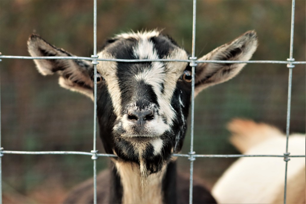 Disbudding Goats – Red Branch Mama